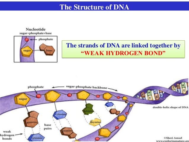 DNA-DNA Hybridisation
