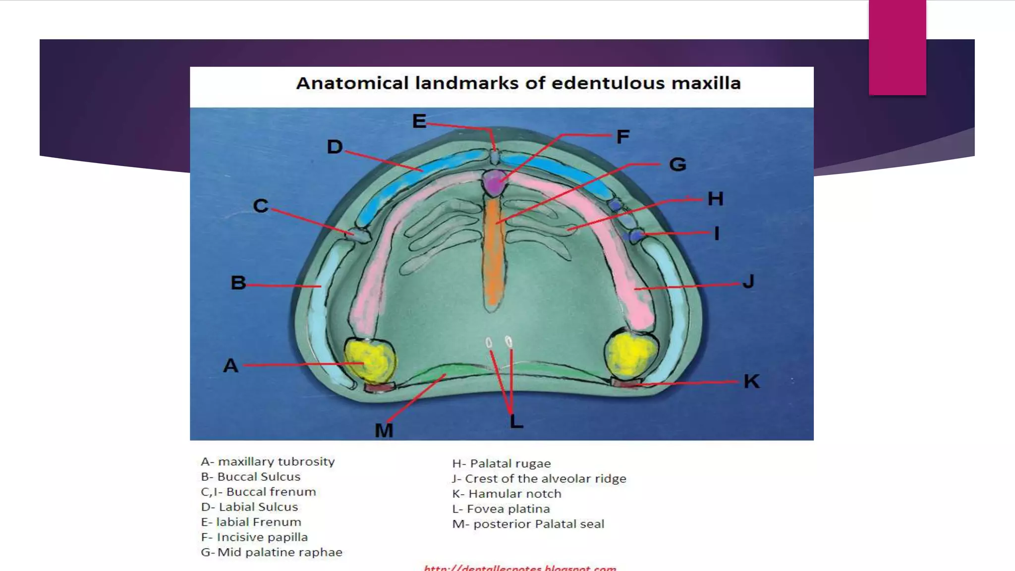 Presentation (1) of anatomical landmark of maxilla and mandible | PPTX