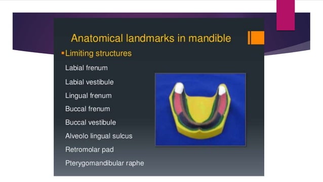 Presentation (1) of anatomical landmark of maxilla and mandible | PPTX