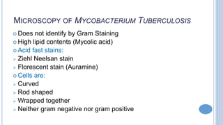 Mycobacterium tuberculosis | PPTX