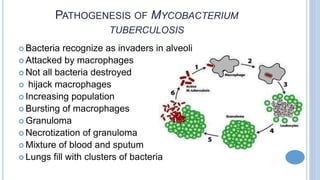 Mycobacterium tuberculosis | PPTX