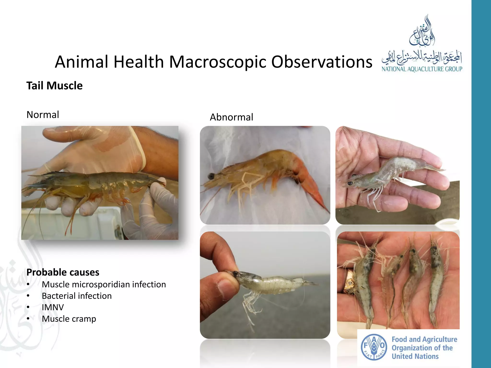 Presentation 1.8 Surveillance and animal health monitoring, early ...