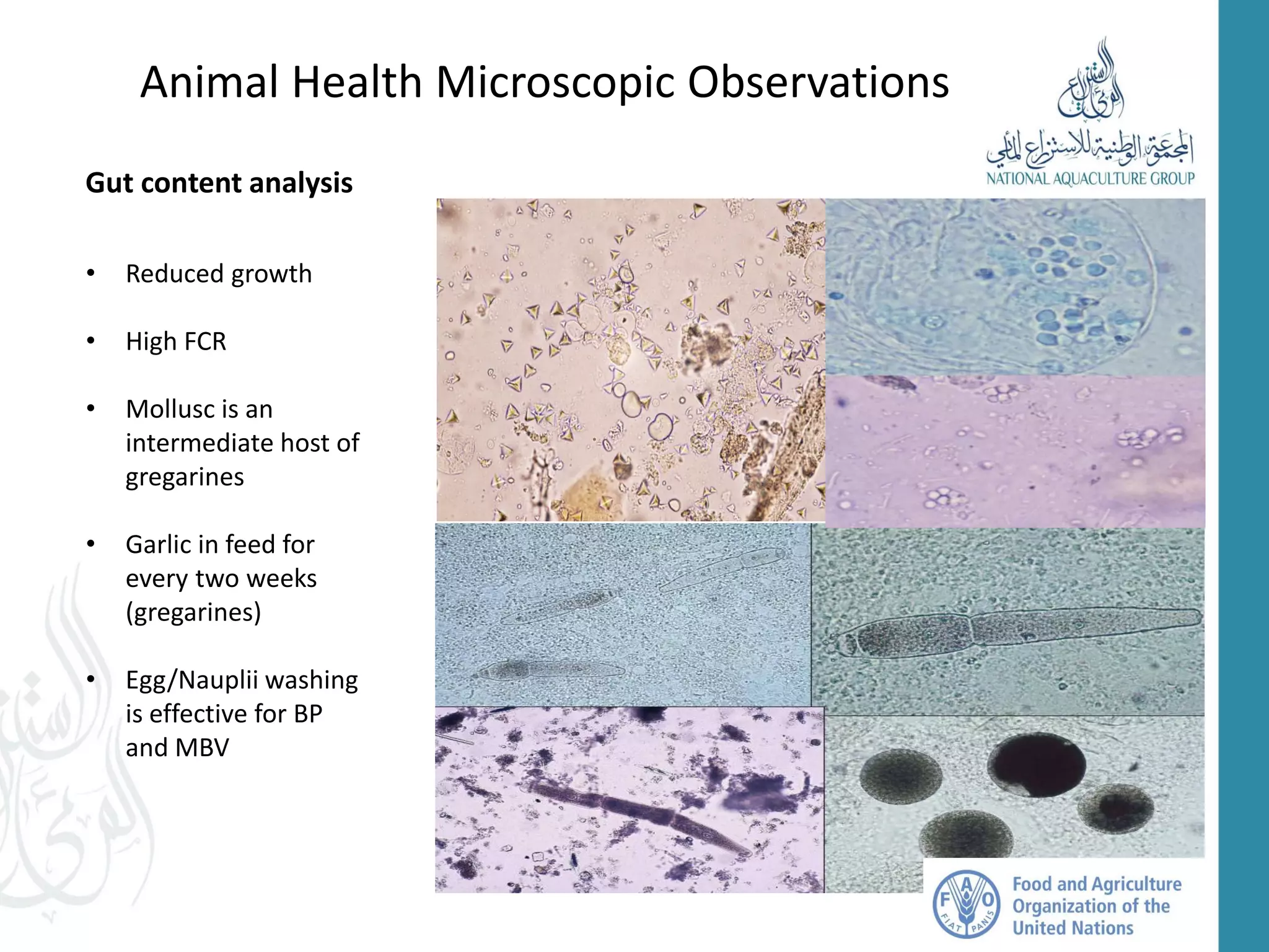 Presentation 1.8 Surveillance and animal health monitoring, early ...