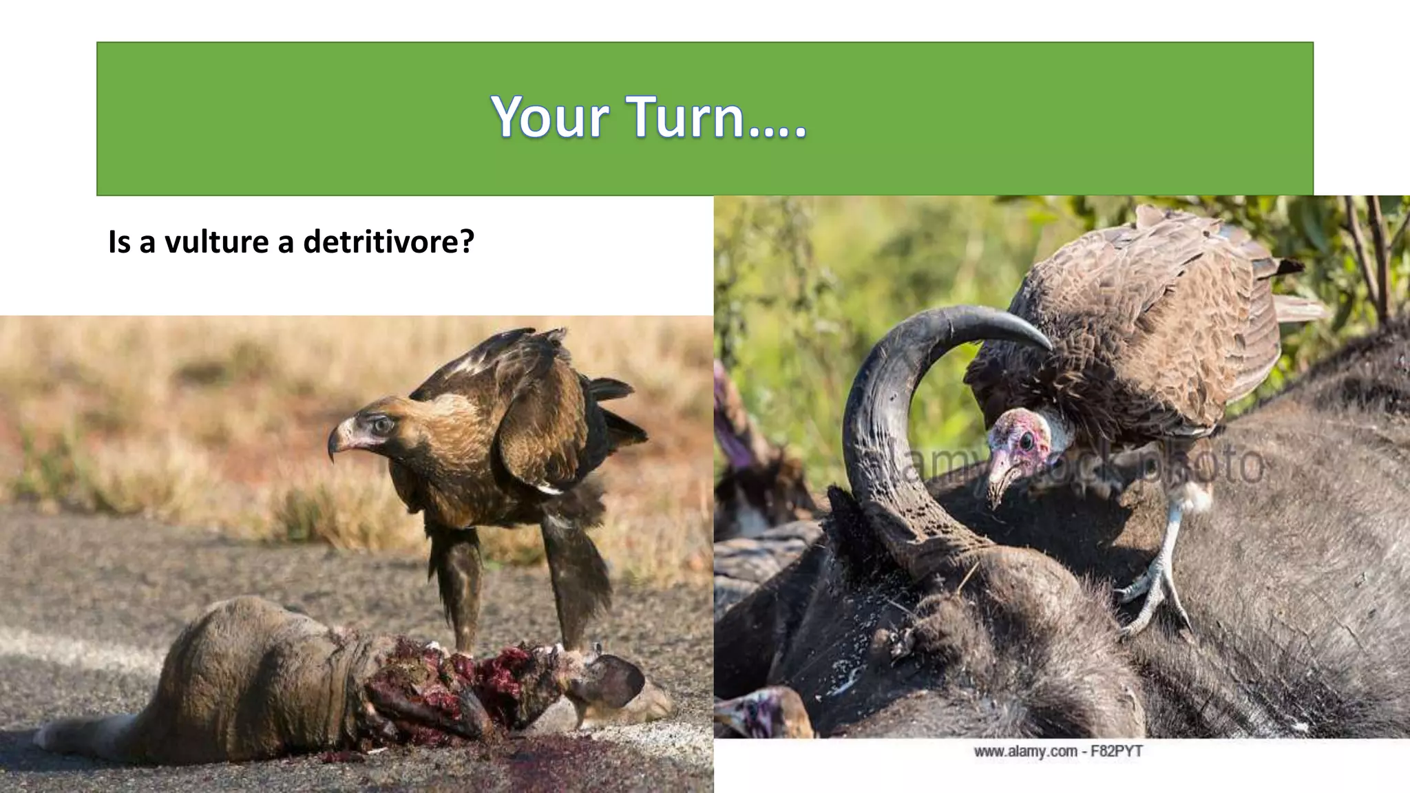 Life Sciences ( Biosphere, Biomes and Ecosystem) | PPTX | Science