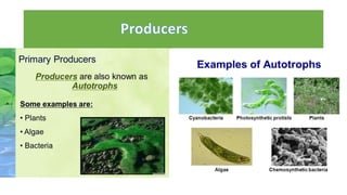 Life Sciences ( Biosphere, Biomes and Ecosystem) | PPTX | Science
