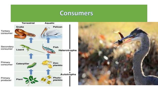 Life Sciences ( Biosphere, Biomes and Ecosystem) | PPTX | Science