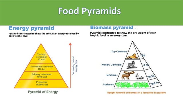 Life Sciences ( Biosphere, Biomes and Ecosystem) | PPTX | Science