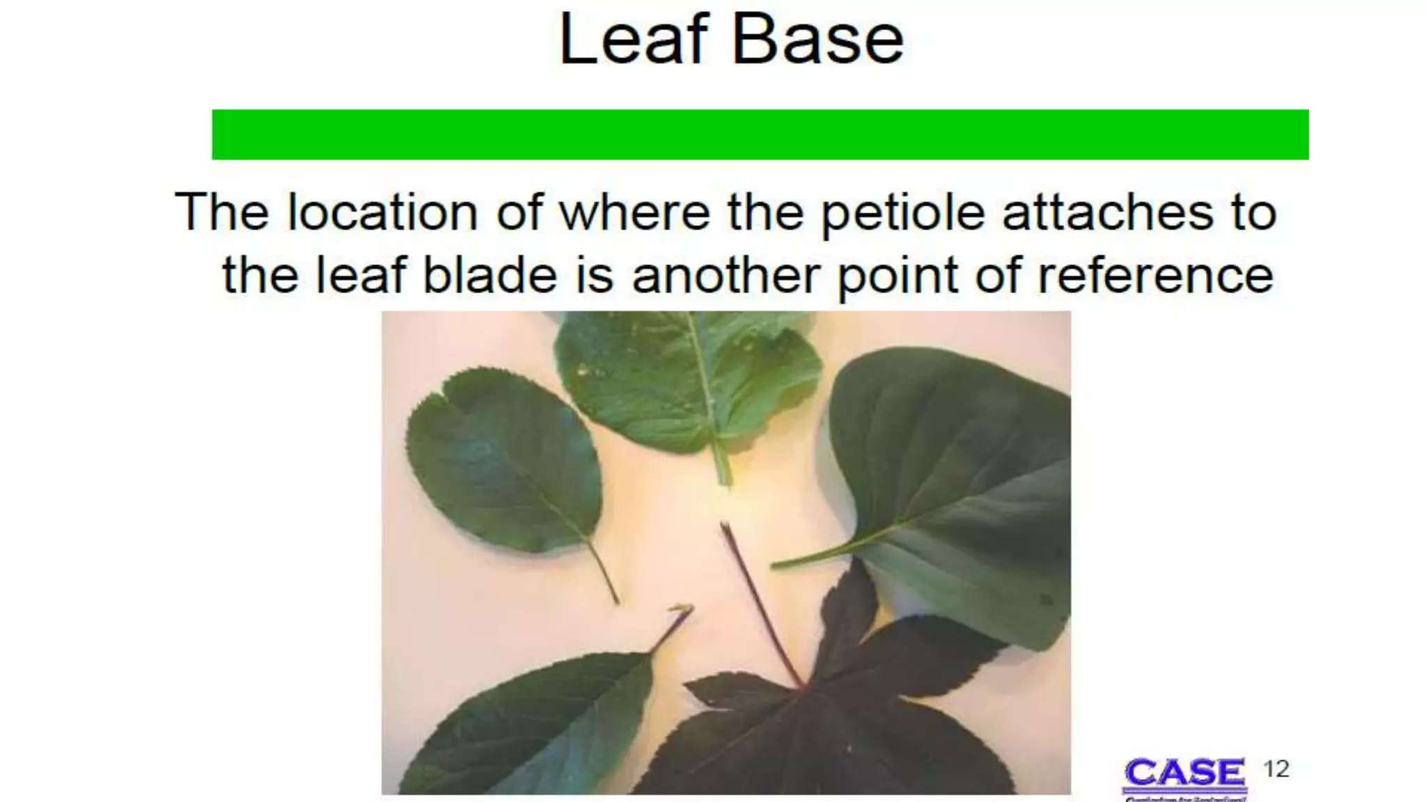 Leaf structure and function | PPTX | Gardening | Home & Garden