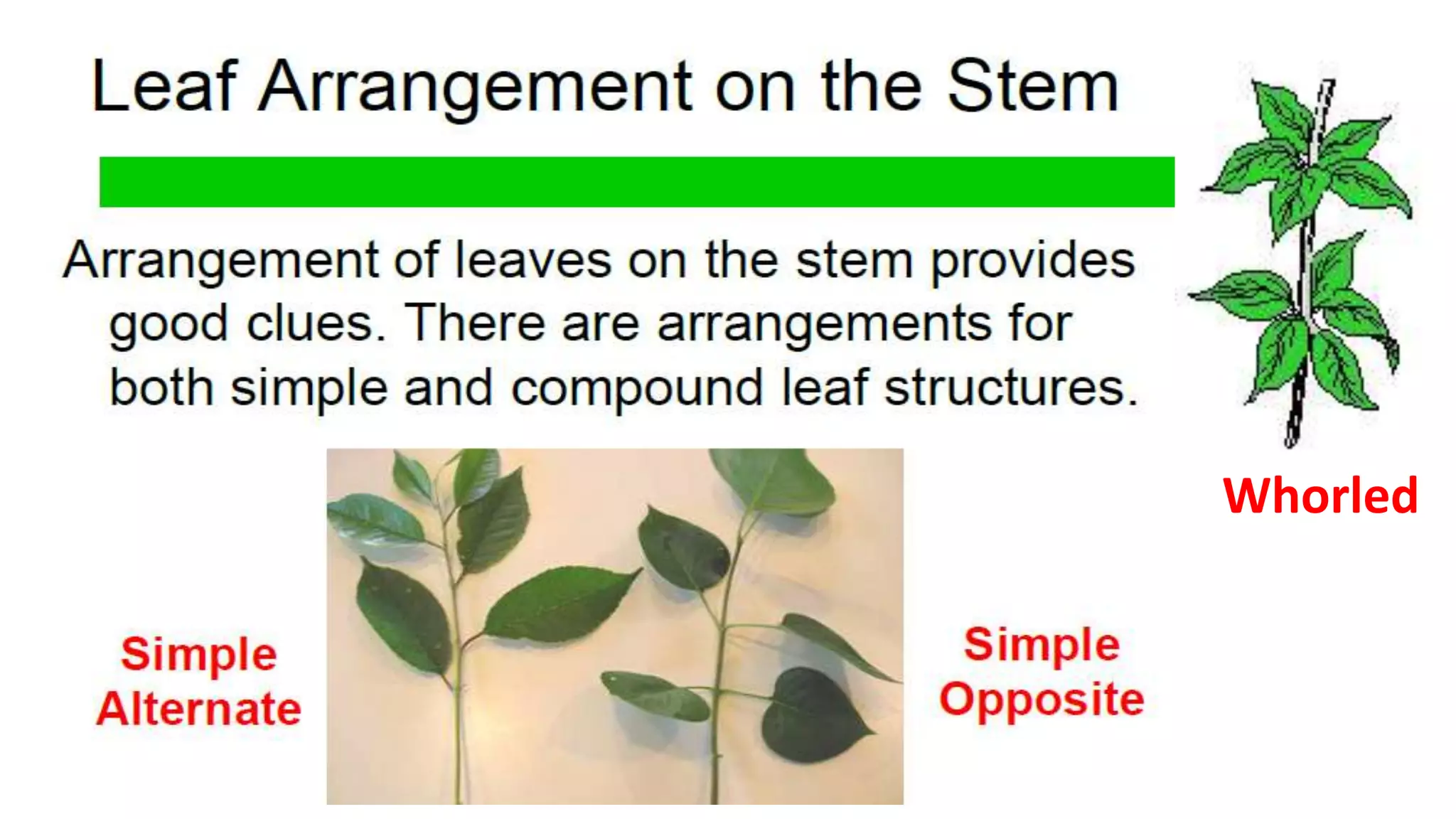 Leaf structure and function | PPTX | Gardening | Home & Garden