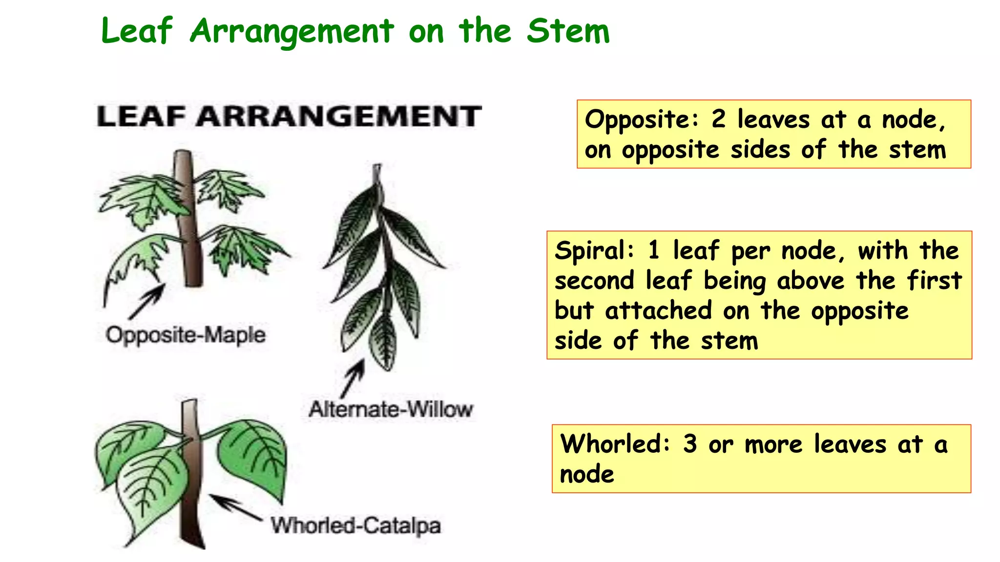 Leaf structure and function | PPTX | Gardening | Home & Garden
