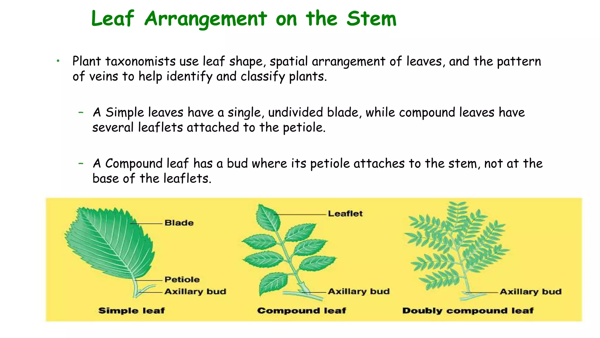Leaf structure and function | PPTX