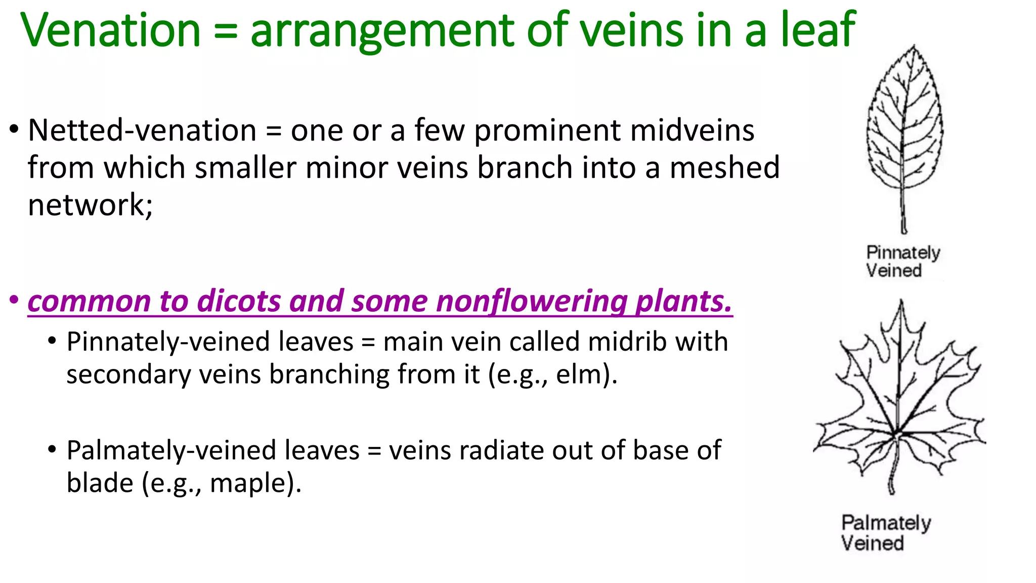 Leaf structure and function | PPTX | Gardening | Home & Garden
