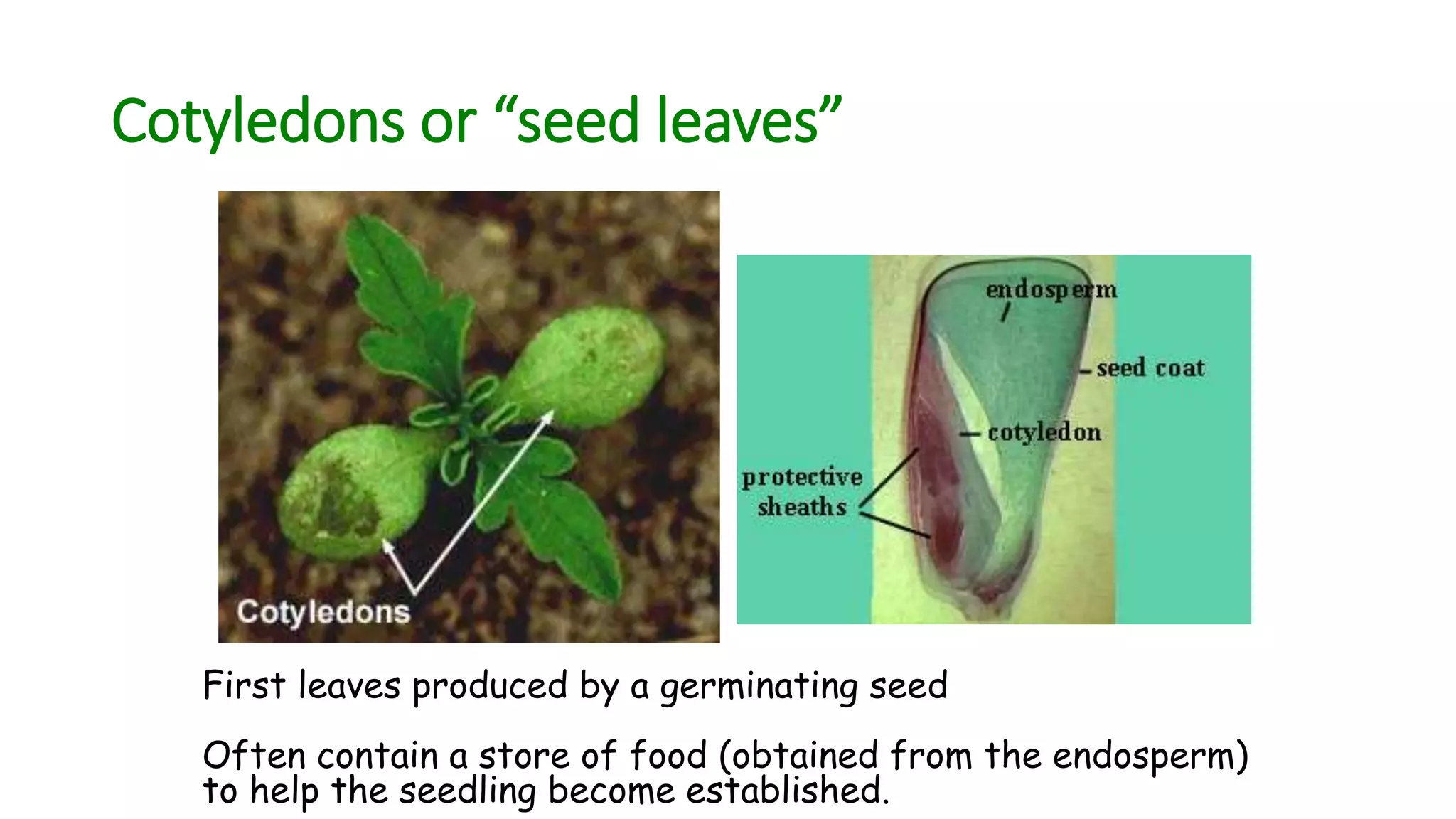 Leaf structure and function | PPTX