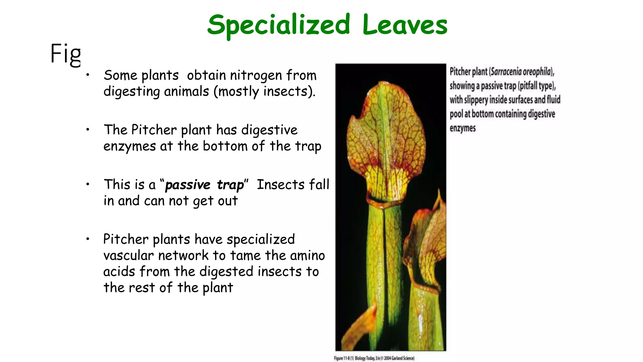 Leaf structure and function | PPTX | Gardening | Home & Garden