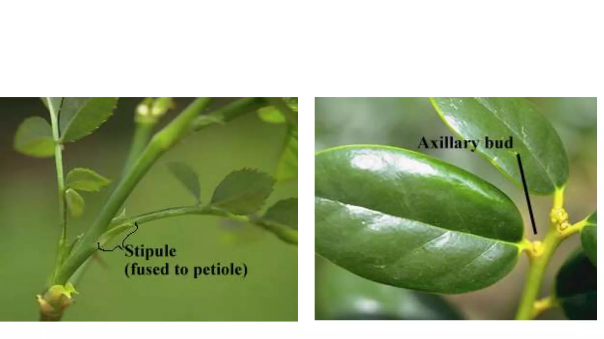 Leaf structure and function | PPTX | Gardening | Home & Garden