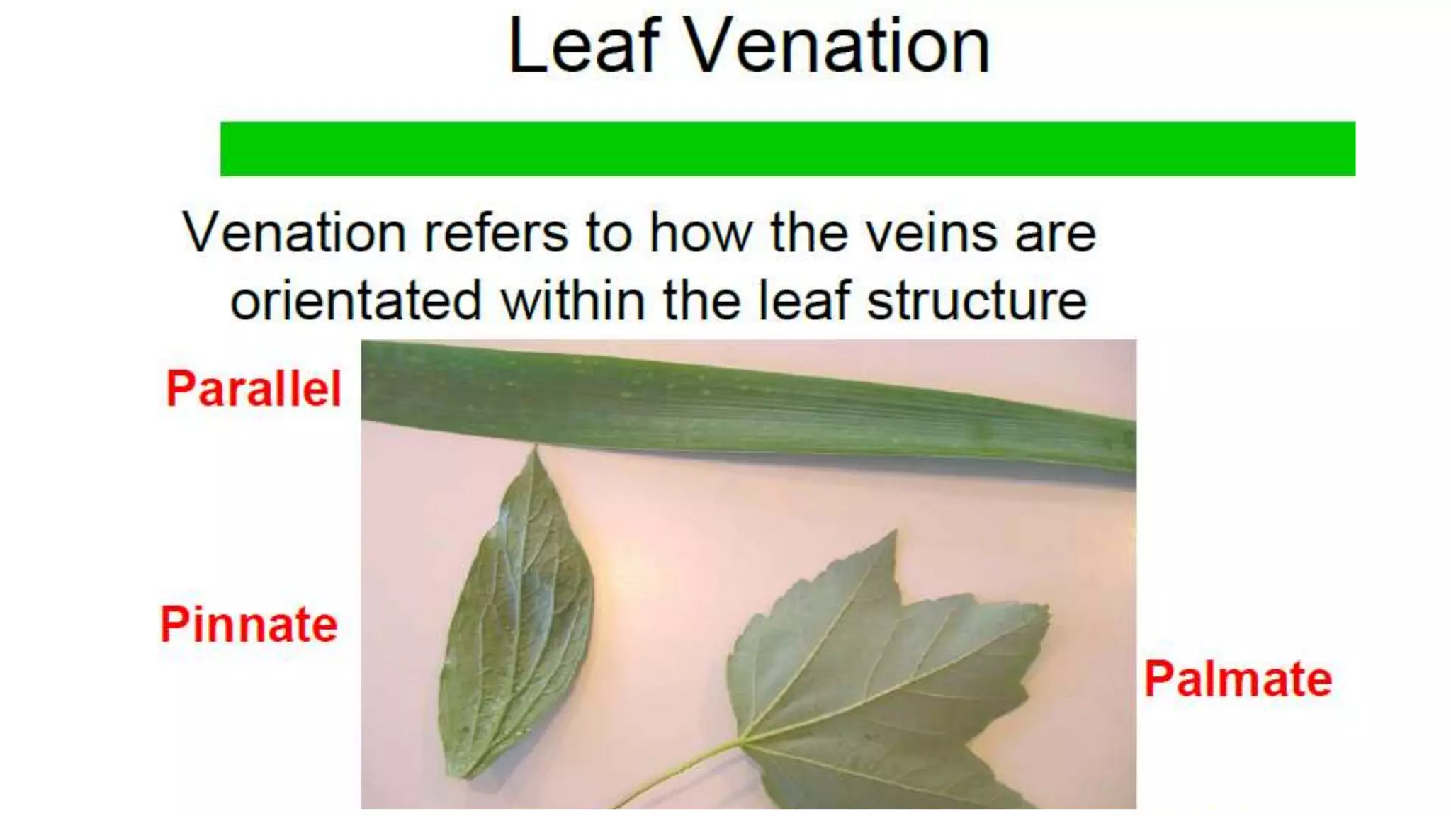 Leaf structure and function | PPTX