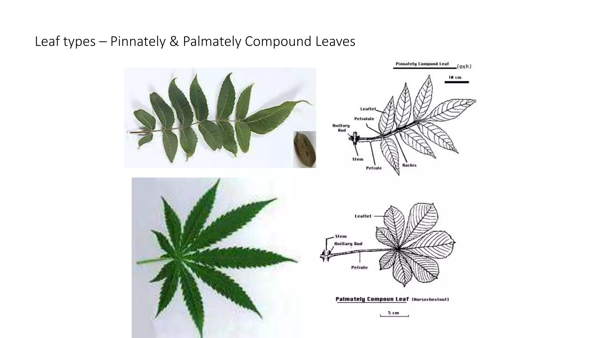 Leaf structure and function | PPTX | Gardening | Home & Garden