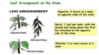 Leaf structure and function | PPTX