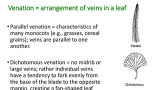 Leaf structure and function | PPTX
