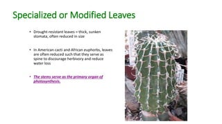Leaf structure and function | PPTX