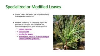 Leaf structure and function | PPTX