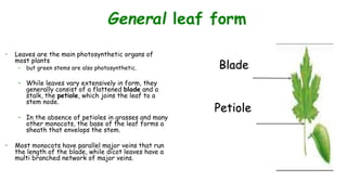 Leaf structure and function | PPTX
