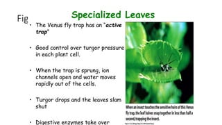 Leaf structure and function | PPTX