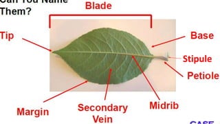 Leaf structure and function | PPTX
