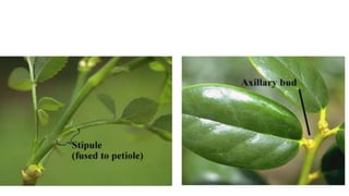 Leaf structure and function | PPTX