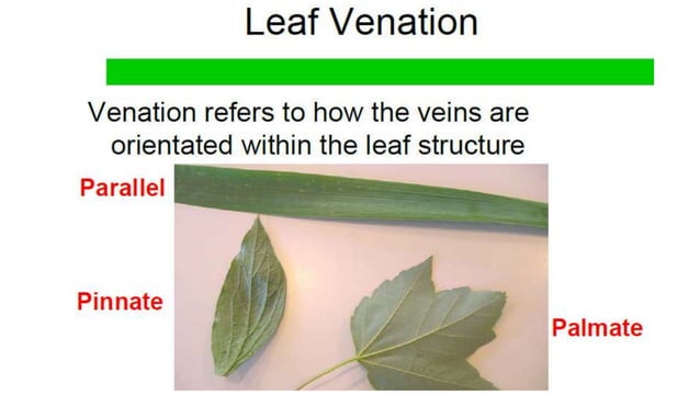 Leaf structure and function | PPTX | Gardening | Home & Garden