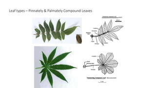 Leaf structure and function | PPTX
