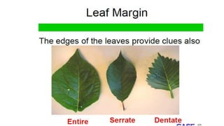 Leaf structure and function | PPTX | Gardening | Home & Garden