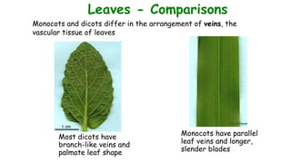 Monocot Leaf Venation