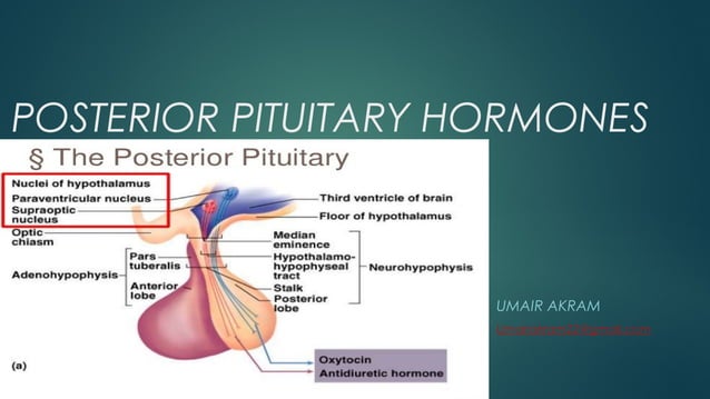 Posterior Pituitary | PPT