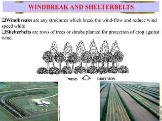 Role of Grasses and Pastures, Wind breaks and Shelter belts in soil ...