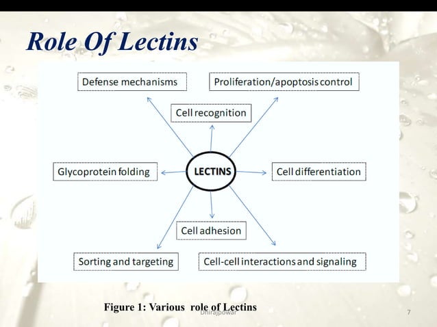 LECTINS IN CANCER THERAPY | PPTX