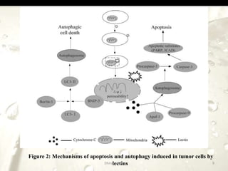 LECTINS IN CANCER THERAPY | PPTX