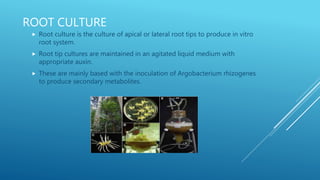 different culture in plant tissue culture | PPTX