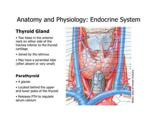 Thyroid Gland Anatomy Netter