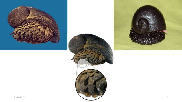 Scaly foot Snail | PPT