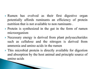 PROTEIN METABOLISM IN RUMINANTS | PPTX