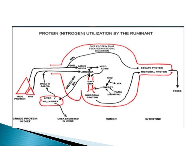 PROTEIN METABOLISM IN RUMINANTS