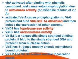 Agrobacterium mediated gene transfer | PPTX