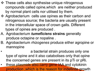 Agrobacterium mediated gene transfer | PPTX