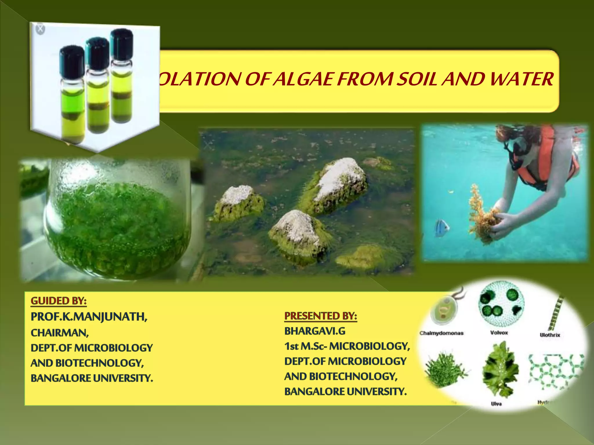 Isolation Of Algae | PPTX