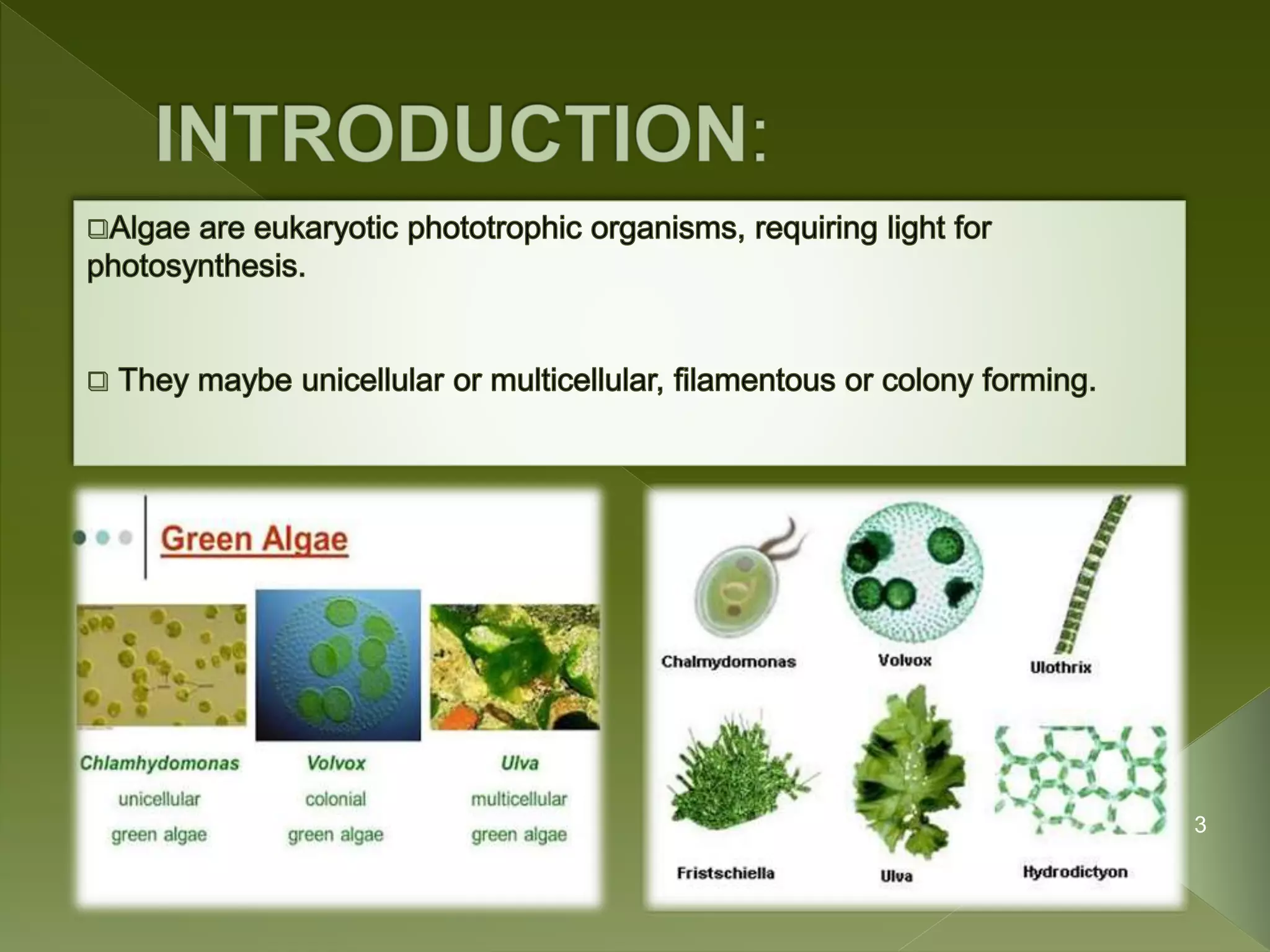 Isolation Of Algae | PPTX