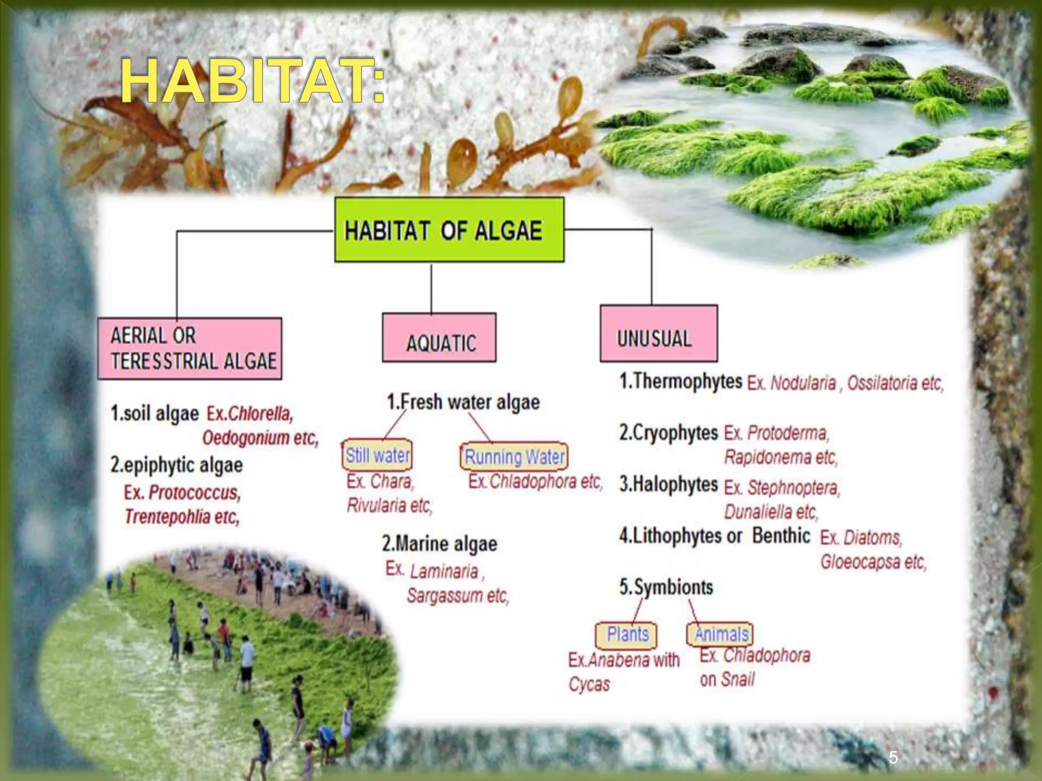 Isolation Of Algae | PPTX