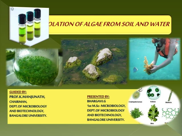 Isolation Of Algae | PPTX | Biological Sciences | Science