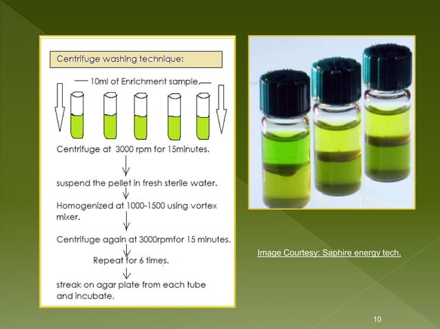 Isolation Of Algae | PPTX | Biological Sciences | Science