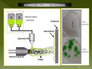 Isolation Of Algae | PPTX